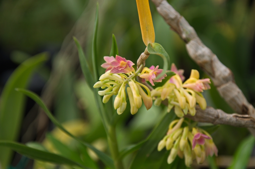 Dendrobium usitae (Philippines Endemic Orchids) · iNaturalist