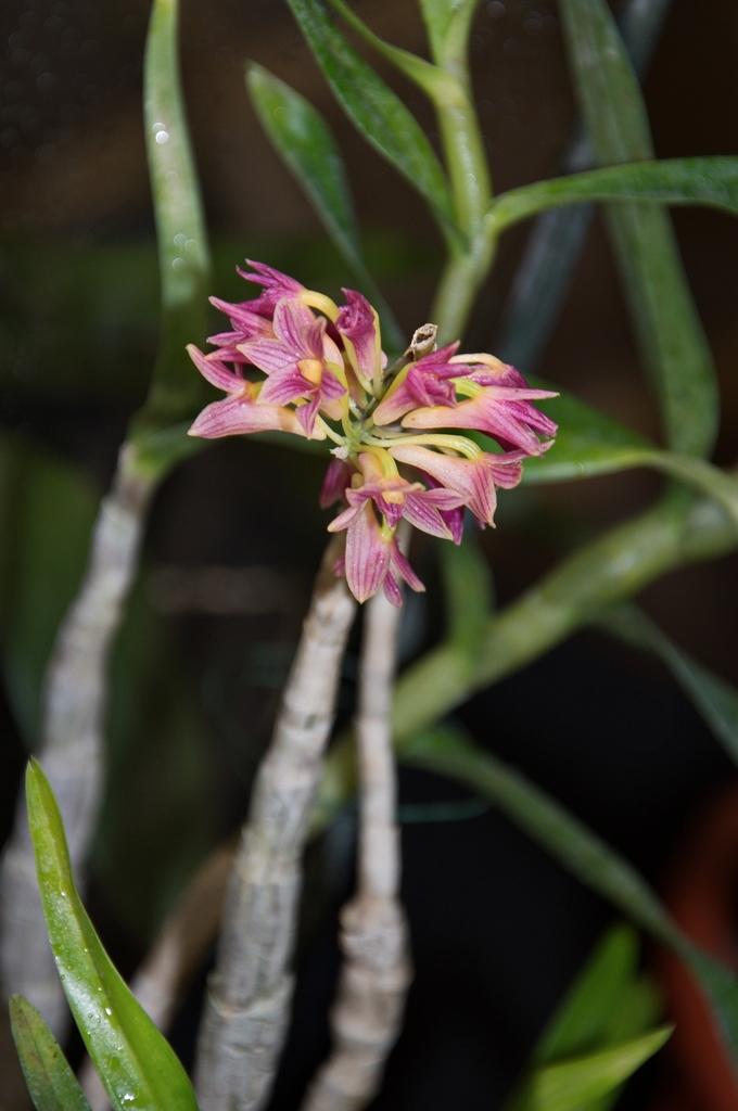 Dendrobium usitae (Philippines Endemic Orchids) · iNaturalist