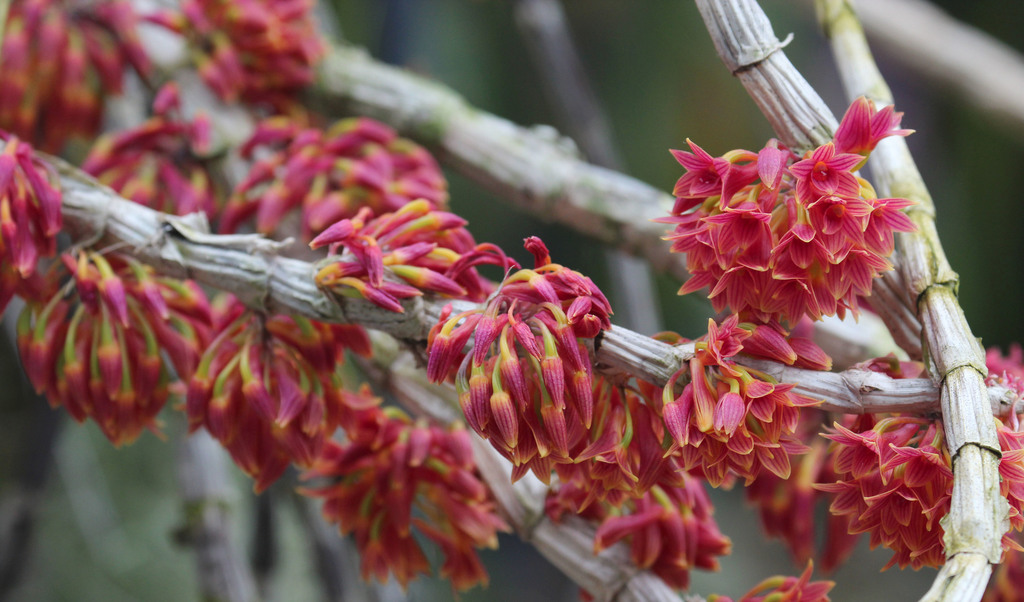 Dendrobium usitae (Philippines Endemic Orchids) · iNaturalist