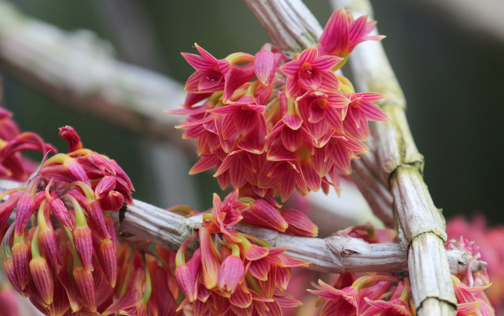 Dendrobium usitae (Philippines Endemic Orchids) · iNaturalist