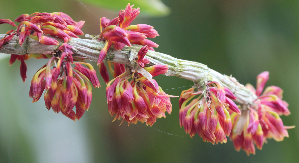 Dendrobium usitae (Philippines Endemic Orchids) · iNaturalist