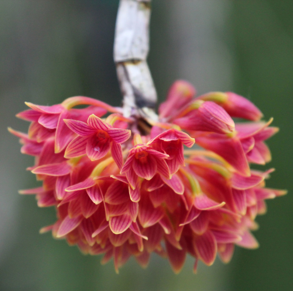 Dendrobium usitae (Philippines Endemic Orchids) · iNaturalist