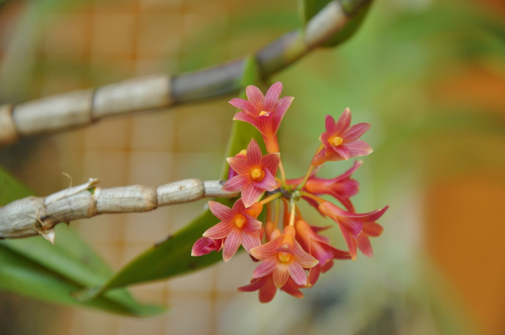 Dendrobium usitae (Philippines Endemic Orchids) · iNaturalist