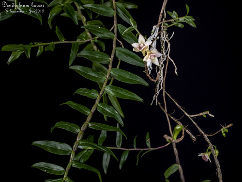 Dendrobium boosii (Philippines Endemic Orchids) · iNaturalist