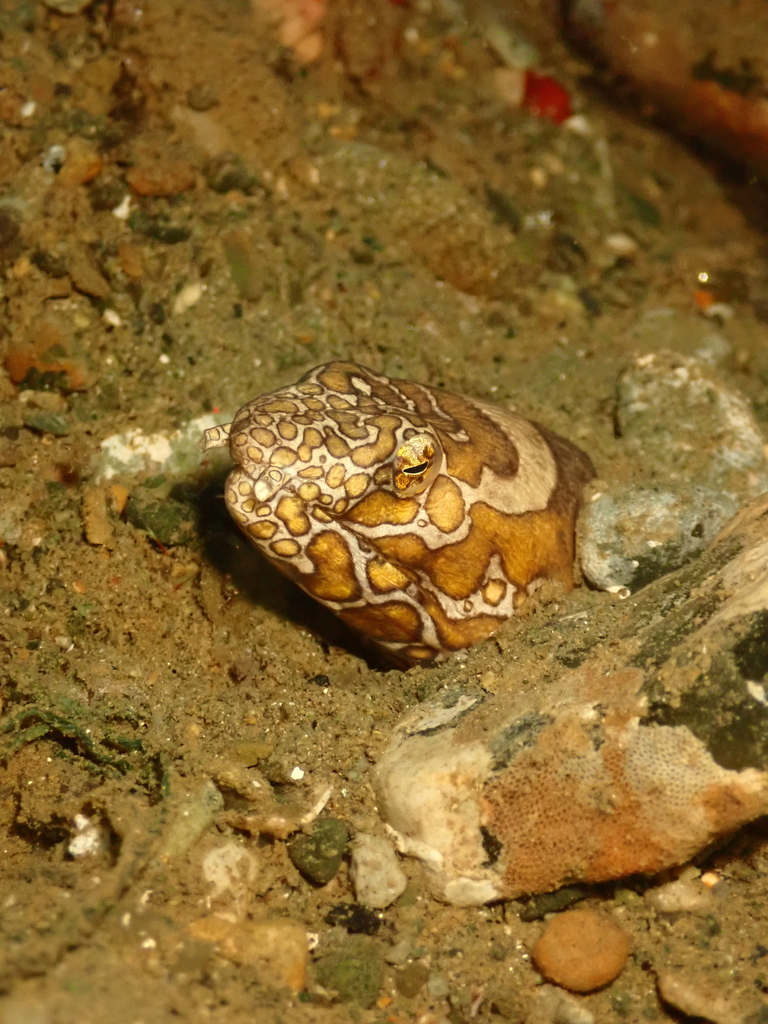 Napoleon Snake Eel from Twilight zone on January 18, 2026 at 06:38 PM ...