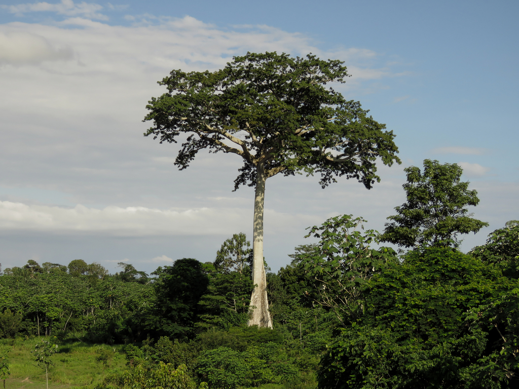 Kapok Tree from Careiro da Várzea - AM, 69255-000, Brasil on January 4 ...