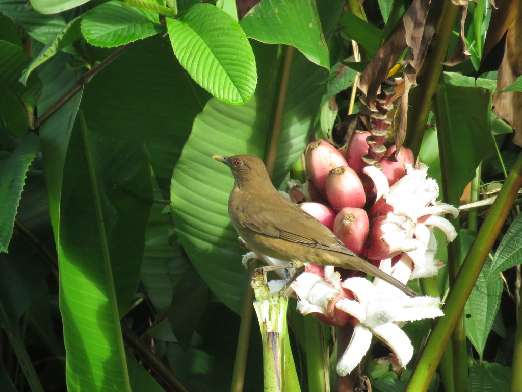 Clay-colored Thrush from Chilamate, Heredia, Sarapiquí, Costa Rica on ...