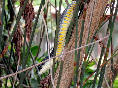 Common Boomslang (Dispholidus typus typus) - Snakes and Lizards