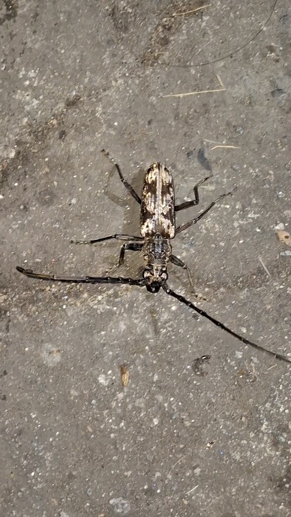 Trirachys indutus from West Crame, San Juan City, Metro Manila ...