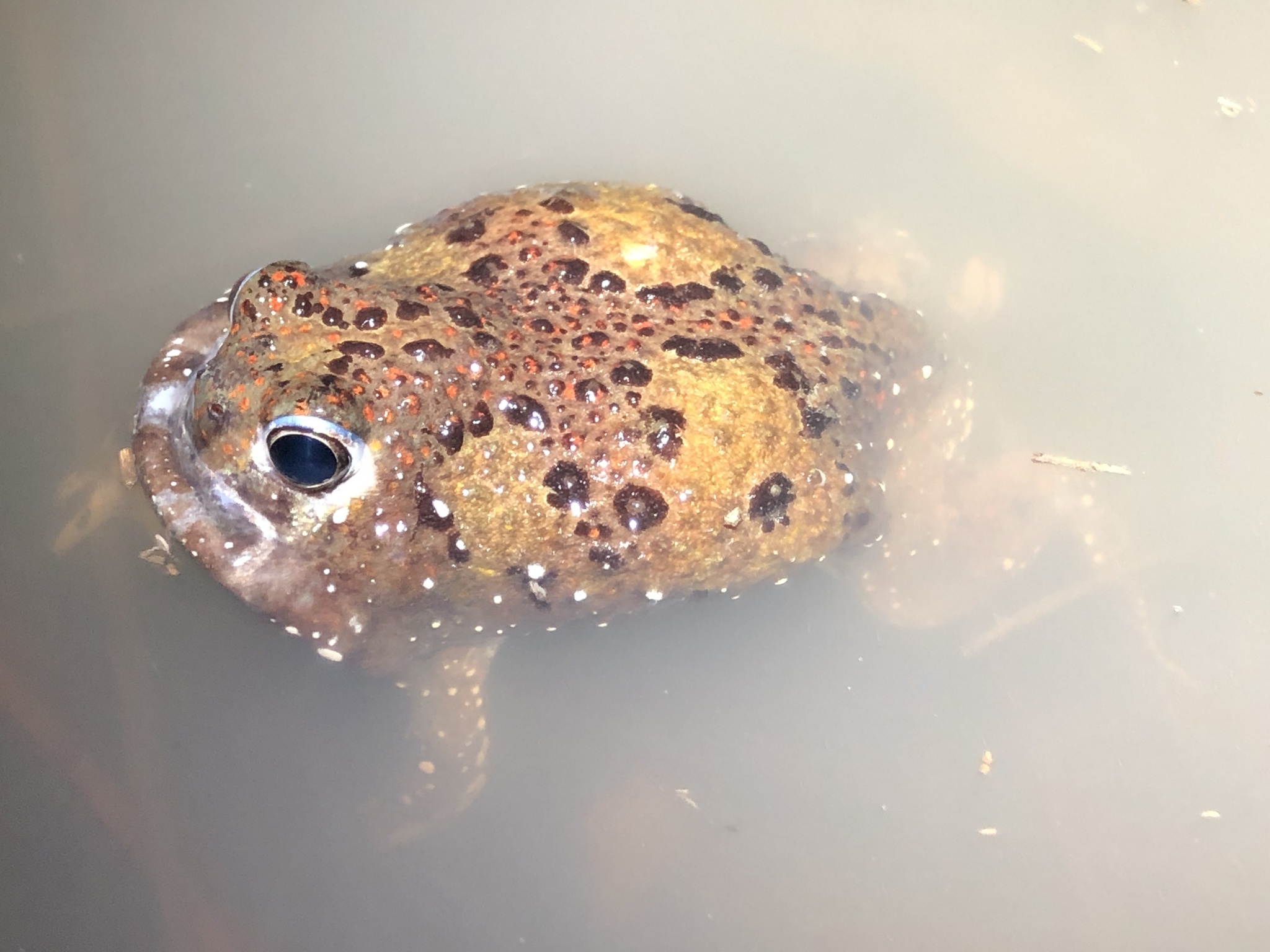 Notaden bennettii Günther, 1873