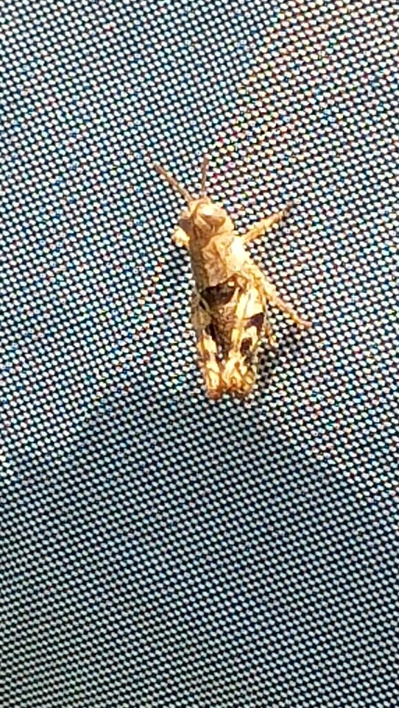 Italian locust from Province of Pesaro and Urbino, Italy on June 22 ...