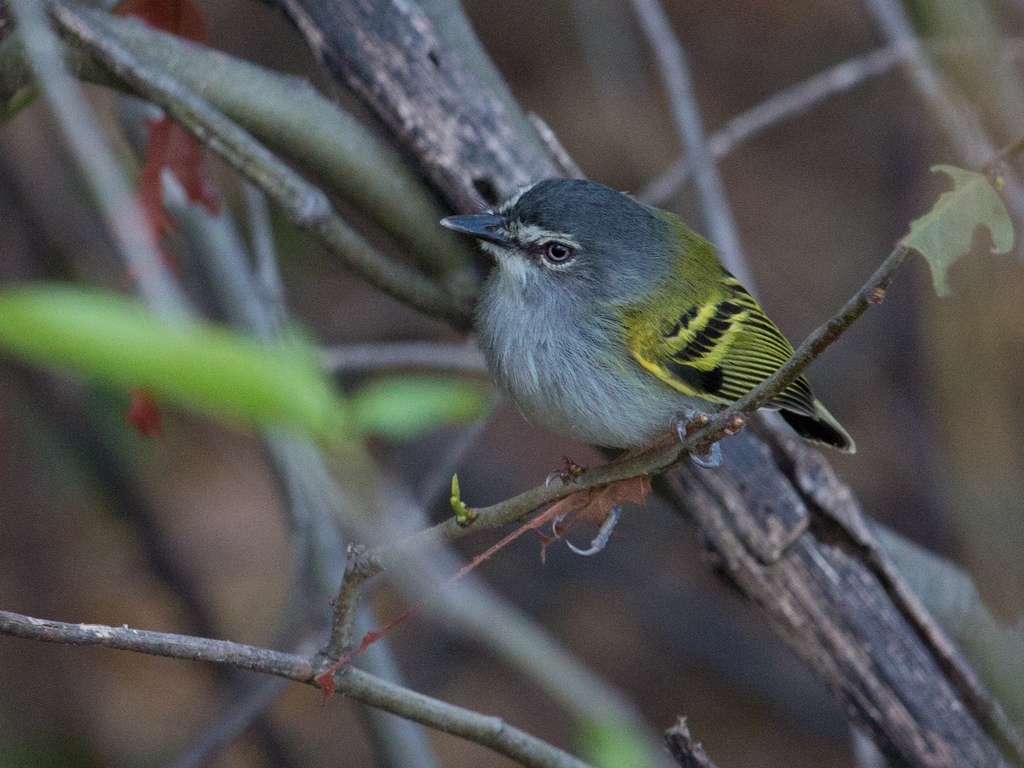 Slate-headed Tody-Flycatcher from Sucre, 2122, Aragua, Venezuela on ...