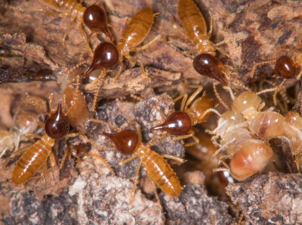 Conehead Termites from Stann Creek District, Belize on January 25, 2020 ...