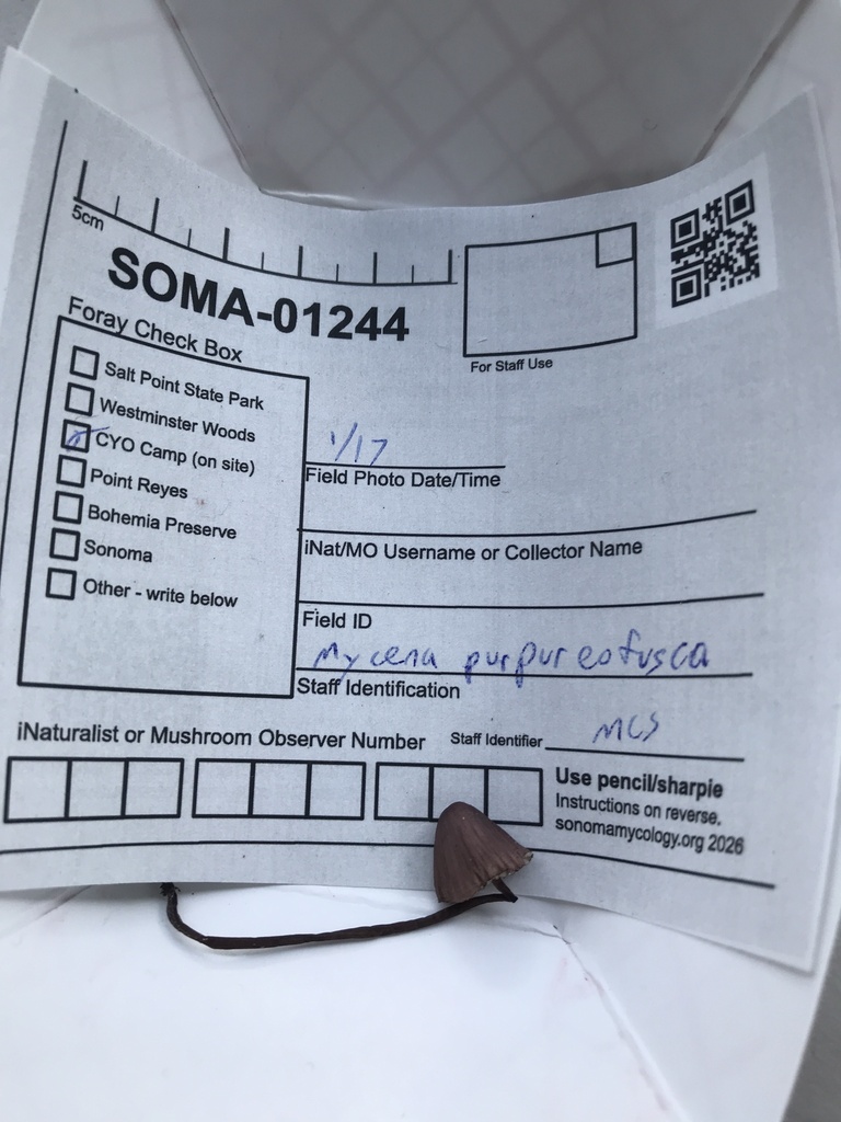 purple-edge bonnet from Bohemian Hwy, Occidental, CA, US on January 18 ...