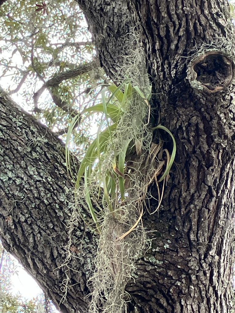 giant airplant in January 2026 by Sterling Herron · iNaturalist