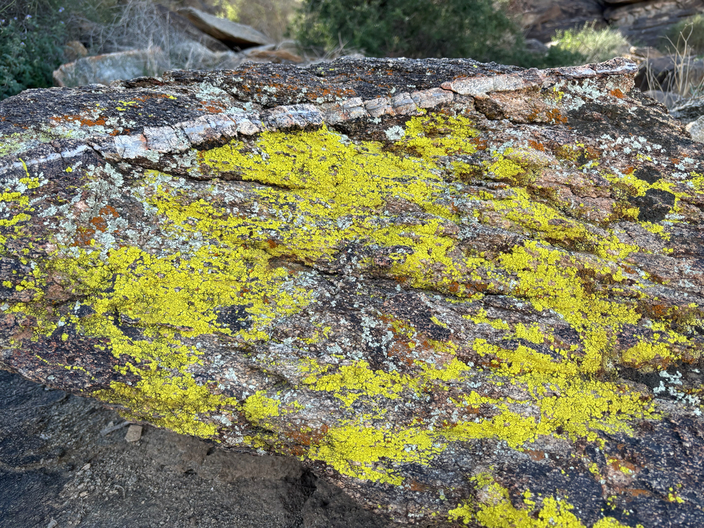 Yellow Cobblestone Lichen from Phoenix, AZ, US on January 18, 2026 at ...