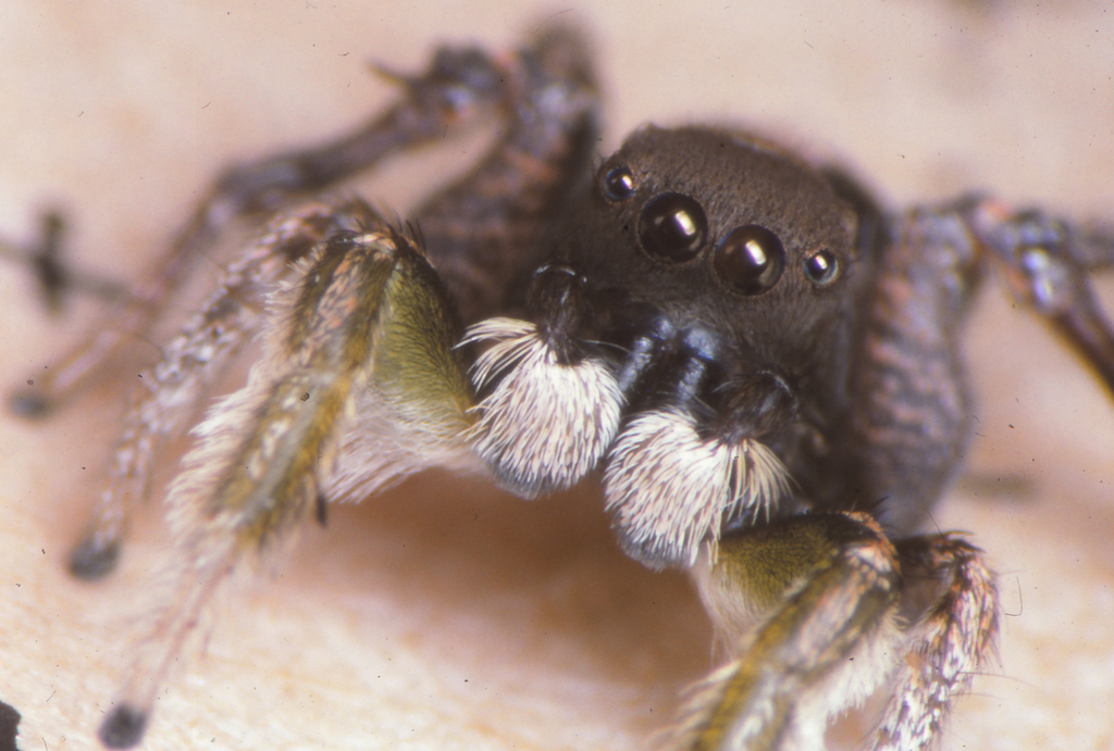 Habronattus jucundus from Jackson County, OR, USA on May 27, 1996 at 02 ...