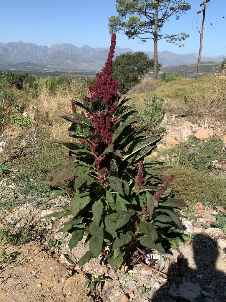 Red amaranth (Amaranthus cruentus) - Botanical Realm