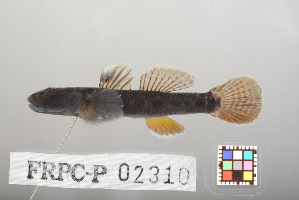 Lizard Goby in January 2026 by r-fujii · iNaturalist