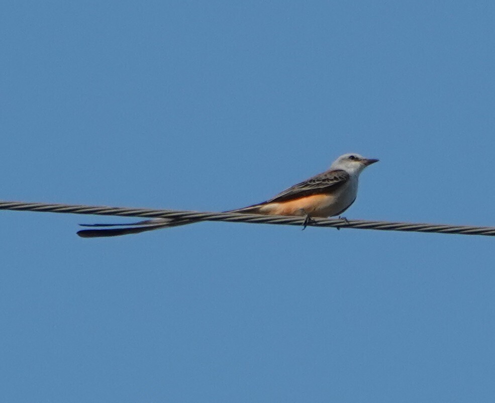 Scissor-tailed Flycatcher from National Butterfly Center, 3333 ...