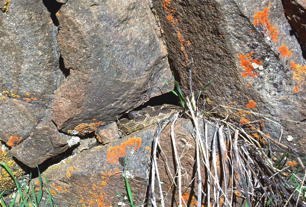 Northern Pacific Rattlesnake in May 1986 by herper47 · iNaturalist