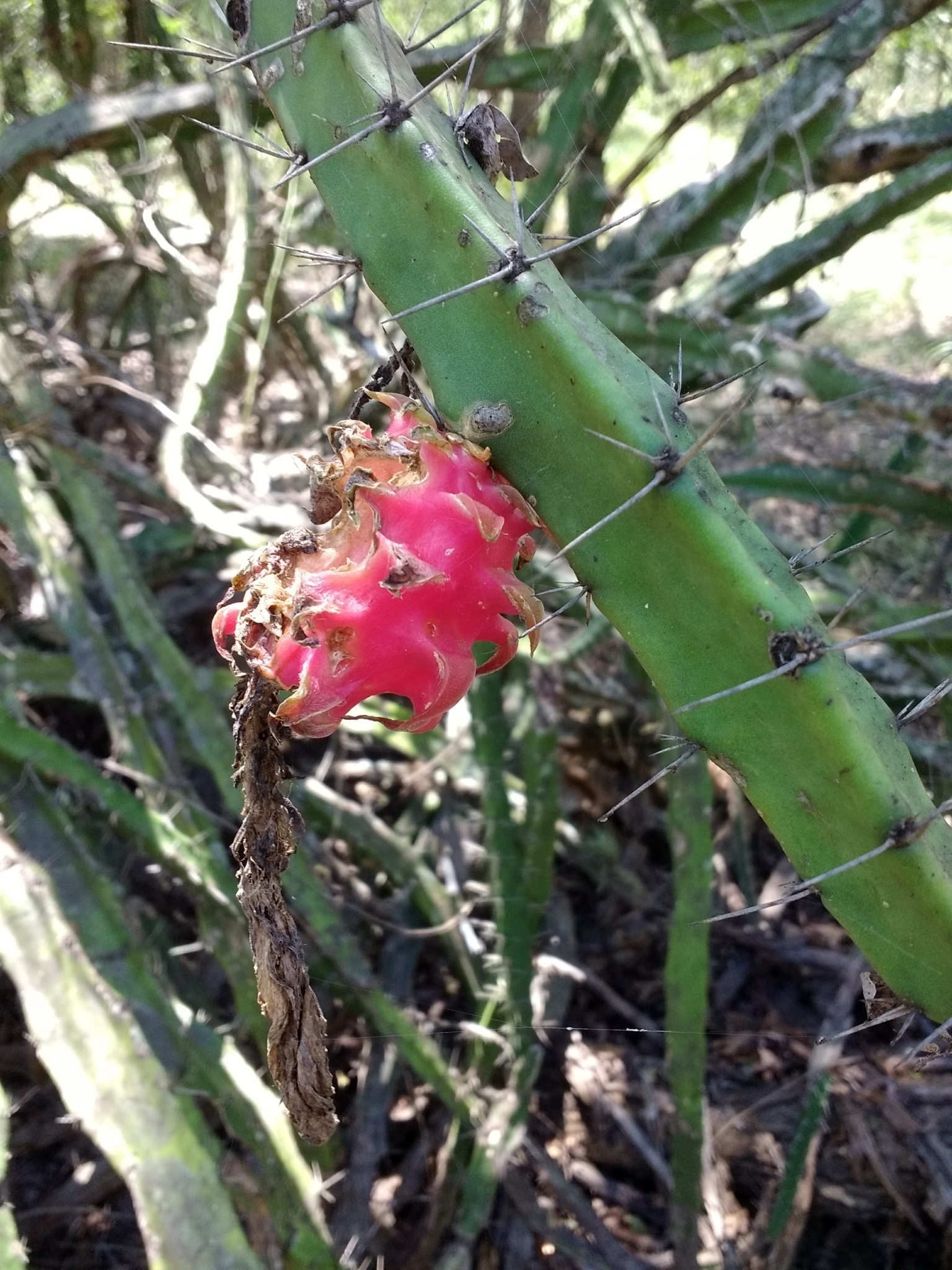 Harrisia bonplandii (Parm.) Britton & Rose