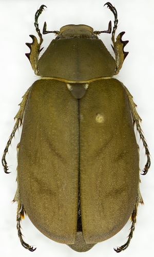 Lepidiota tridens · iNaturalist United Kingdom