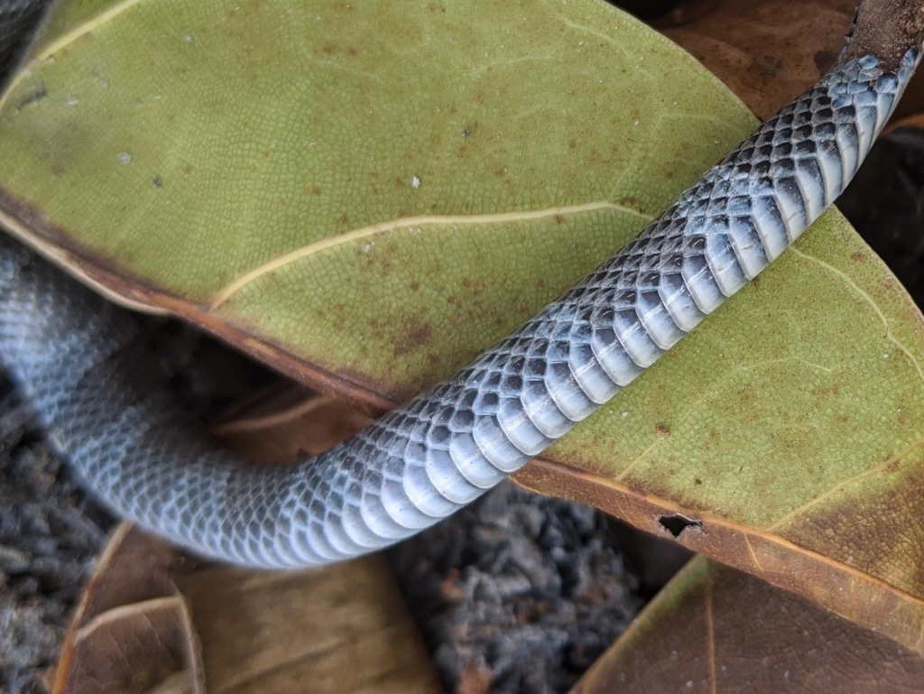 Colubrine Snakes from Berekuso, Ghana on February 5, 2020 at 02:54 PM ...