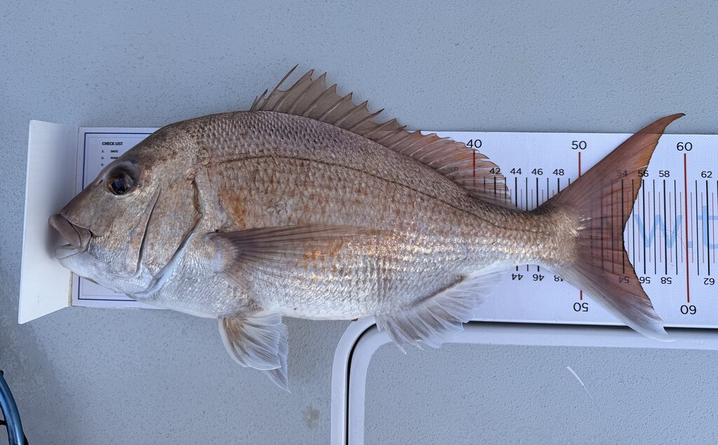 Australasian Snapper from Between Spirits and Tom Bowling Bay ...