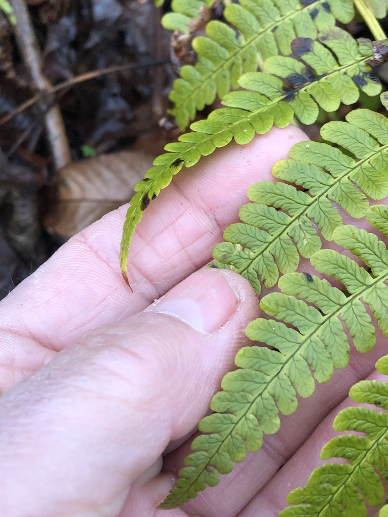 marginal wood fern in February 2020 by Peter M Martin · iNaturalist