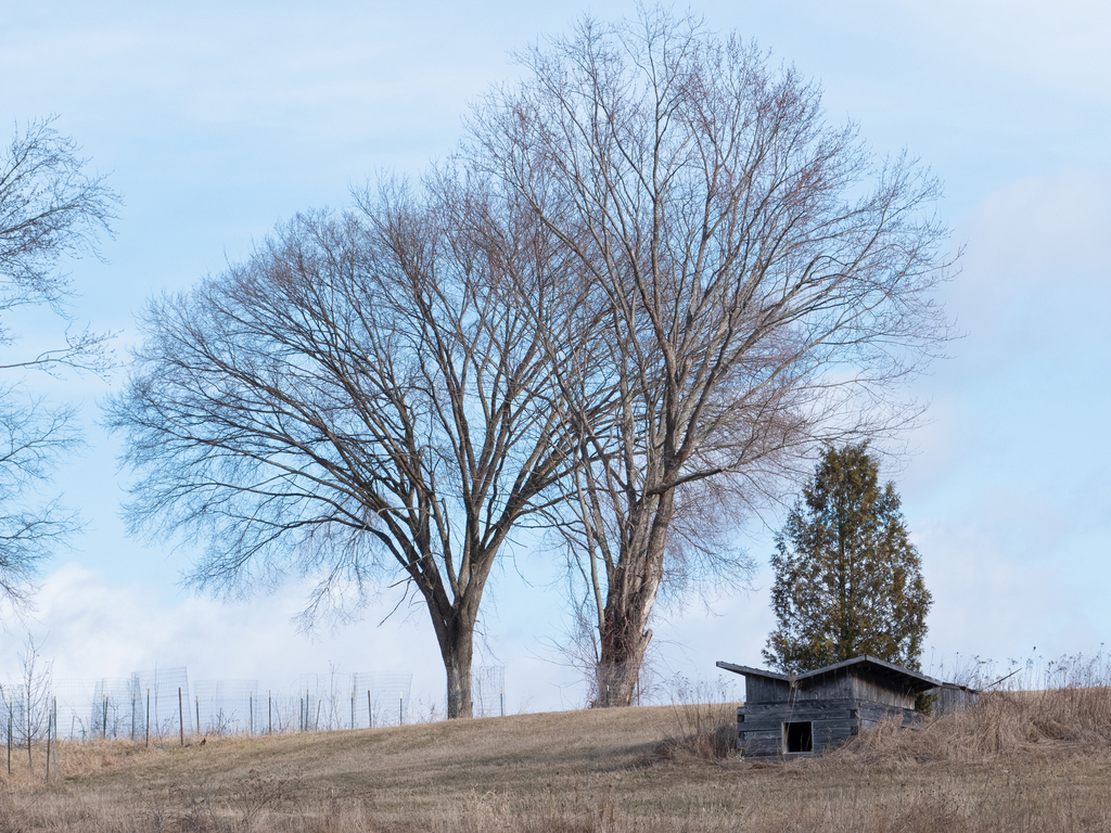 American elm (Trees and Shrubs of South Mountain Reservation) · iNaturalist