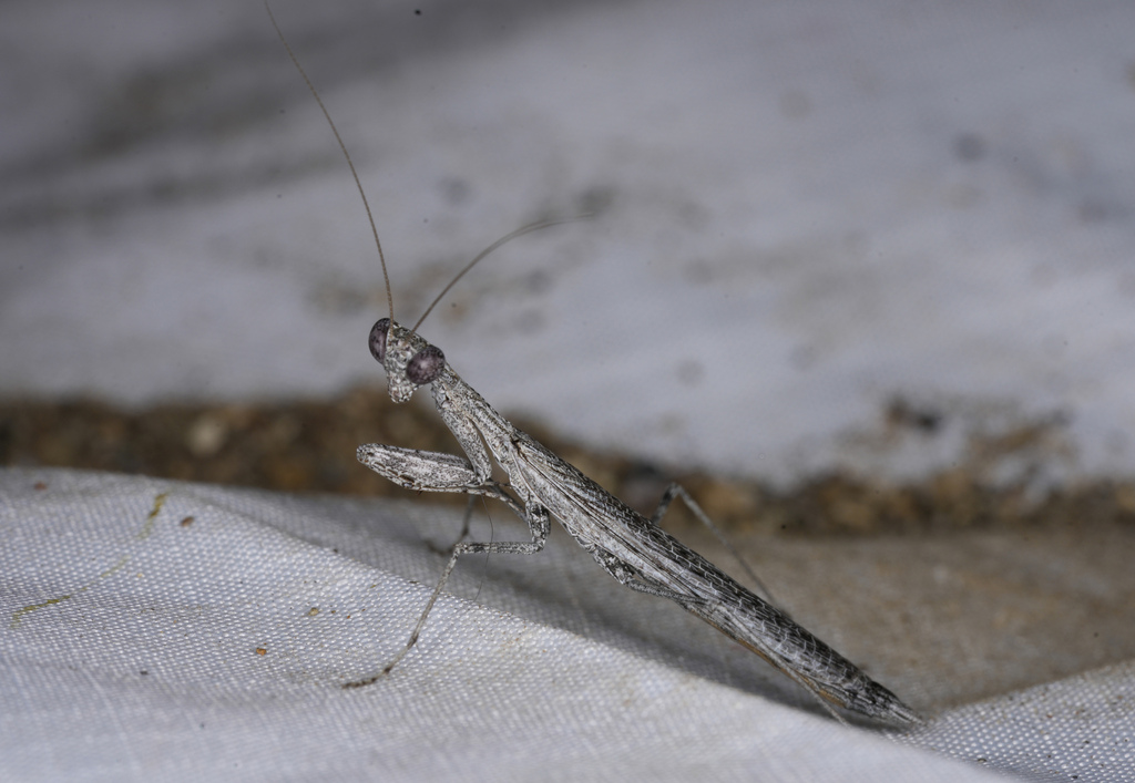 American Ground Mantises in August 2025 by mikeburchett · iNaturalist