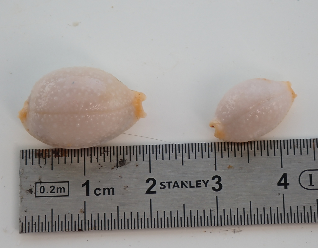 grape cowrie from Yadua Island, Fiji on January 10, 2026 at 04:45 PM by ...