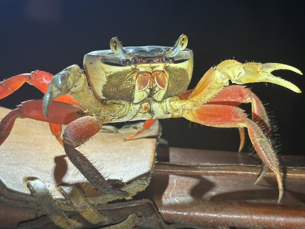 mouthless crab from Vía 937, La Cruz, Province de Guanacaste, CR on ...