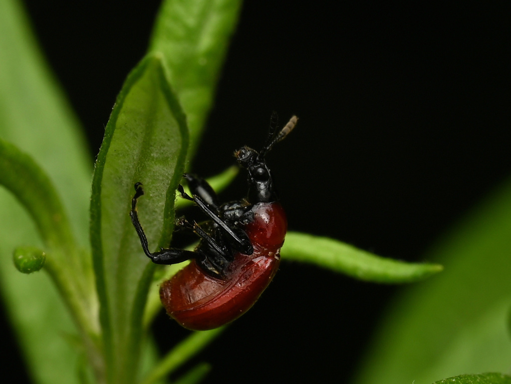 Henicolabus spinipes from 中国四川省南充市阆中市 on July 30, 2024 at 07:28 PM by ...