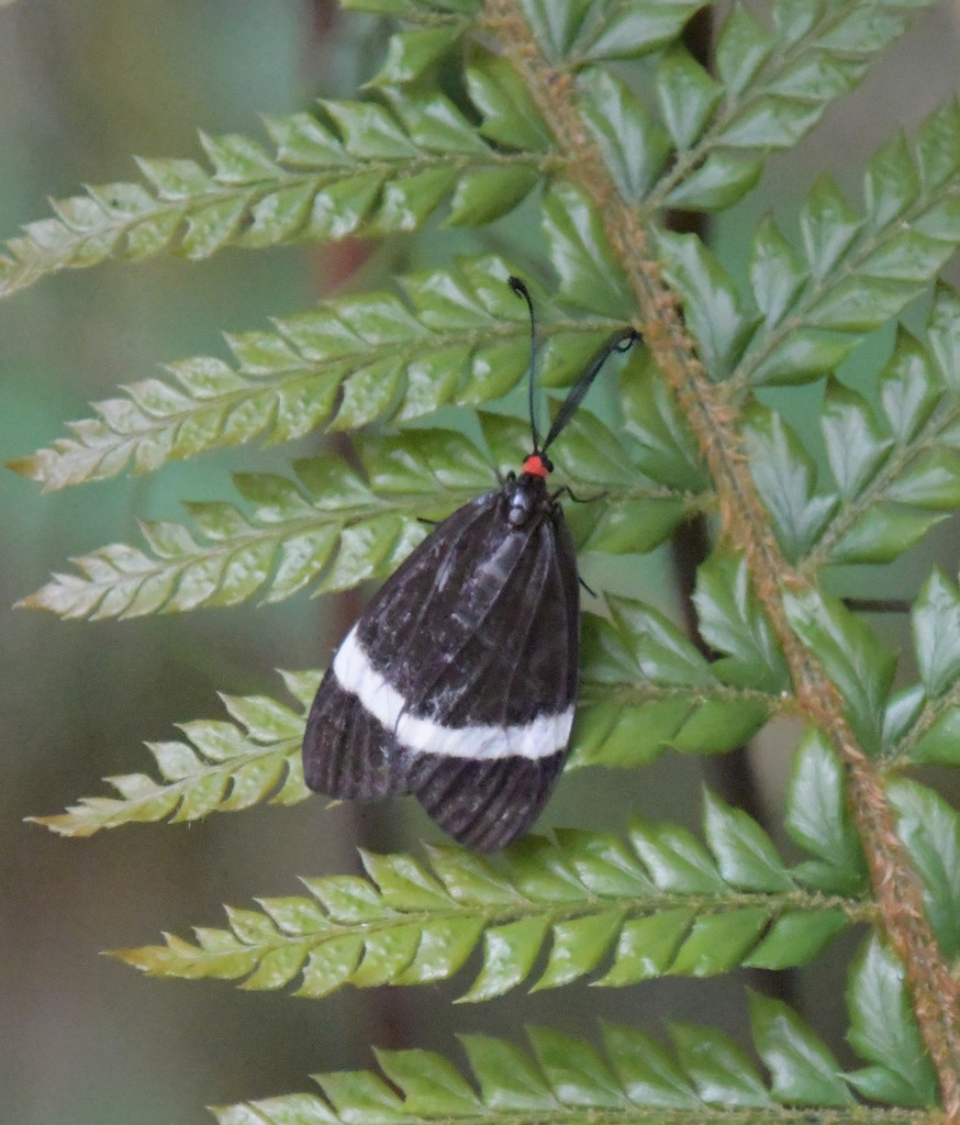 Pidorus glaucopis from Bisankhunarayan, 44709, Nepal on June 14, 2025 ...