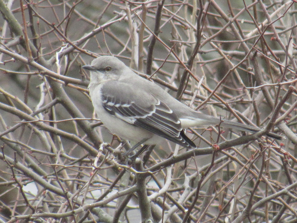 Northern Mockingbird from Cox Arboretum, Montgomery County, OH, USA on ...