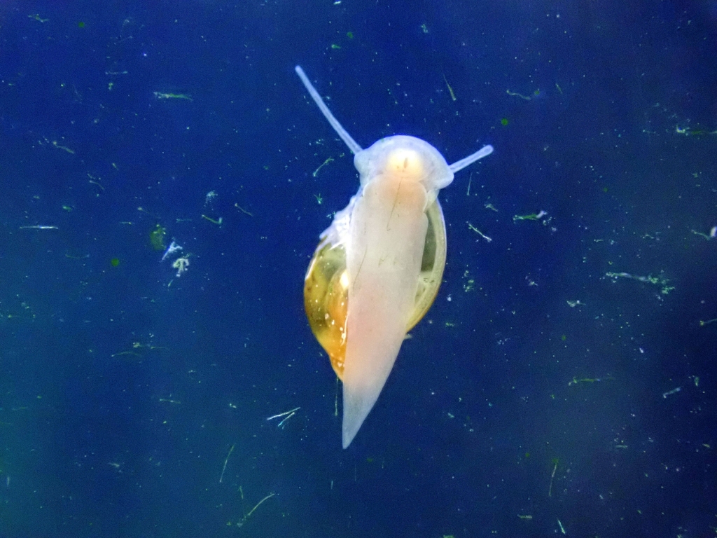 Acute Bladder Snail from Pratt St & Gay St, Baltimore, MD 21202, USA on ...