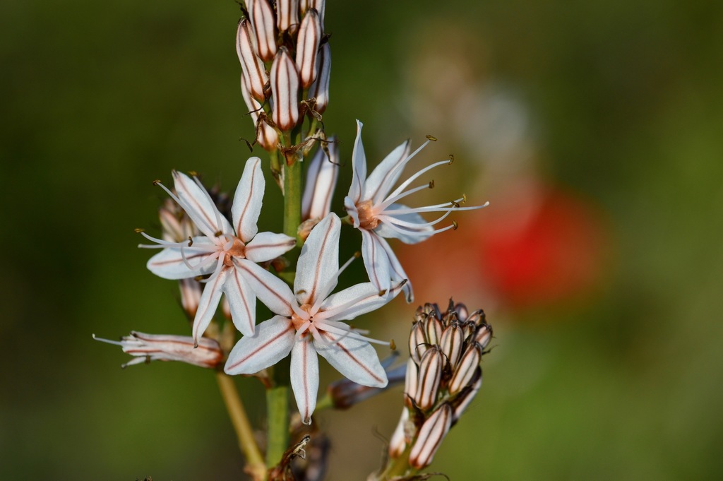 asphodels (Plants of Saudi Arabia) · iNaturalist