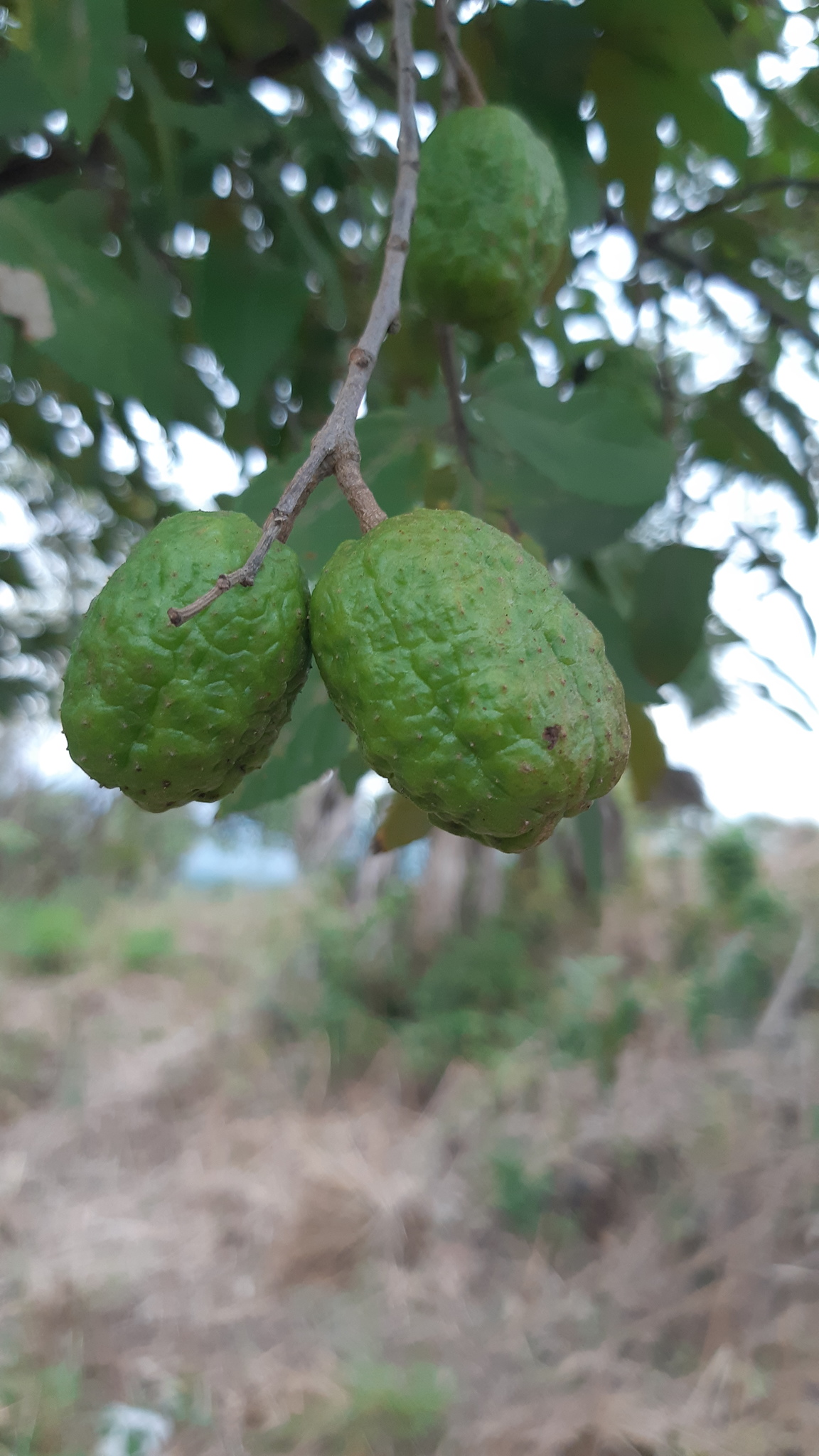 Couepia polyandra (Kunth) Rose