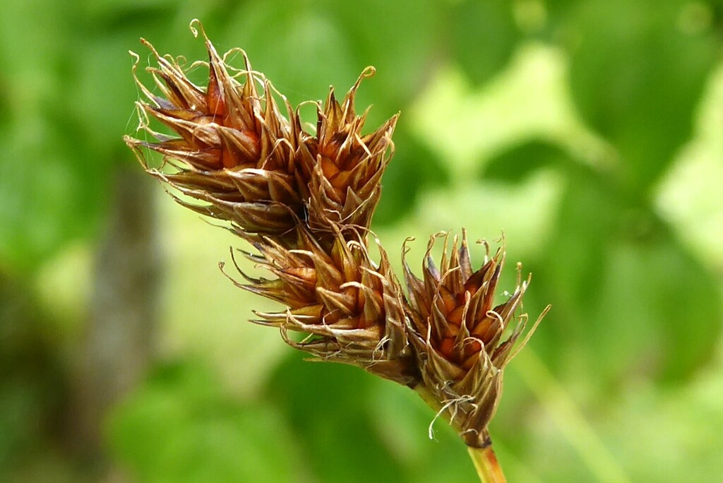 oval sedge from Waikouaiti, New Zealand on January 18, 2026 at 12:38 PM ...