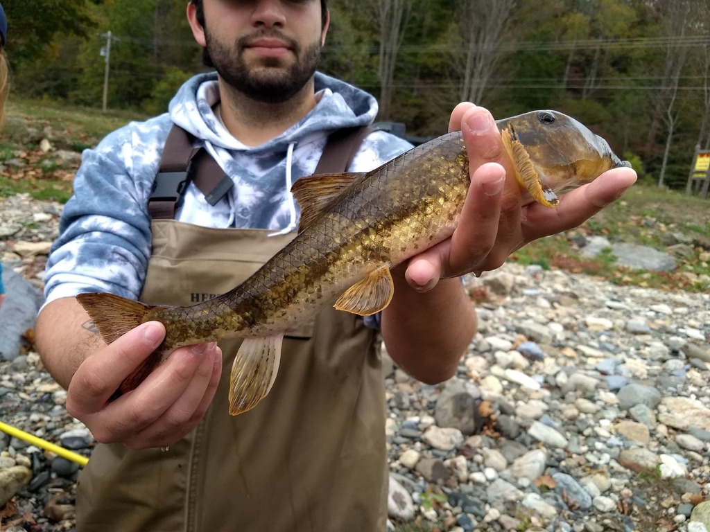 Northern Hog Sucker from Carter County, TN, USA on October 17, 2019 at ...