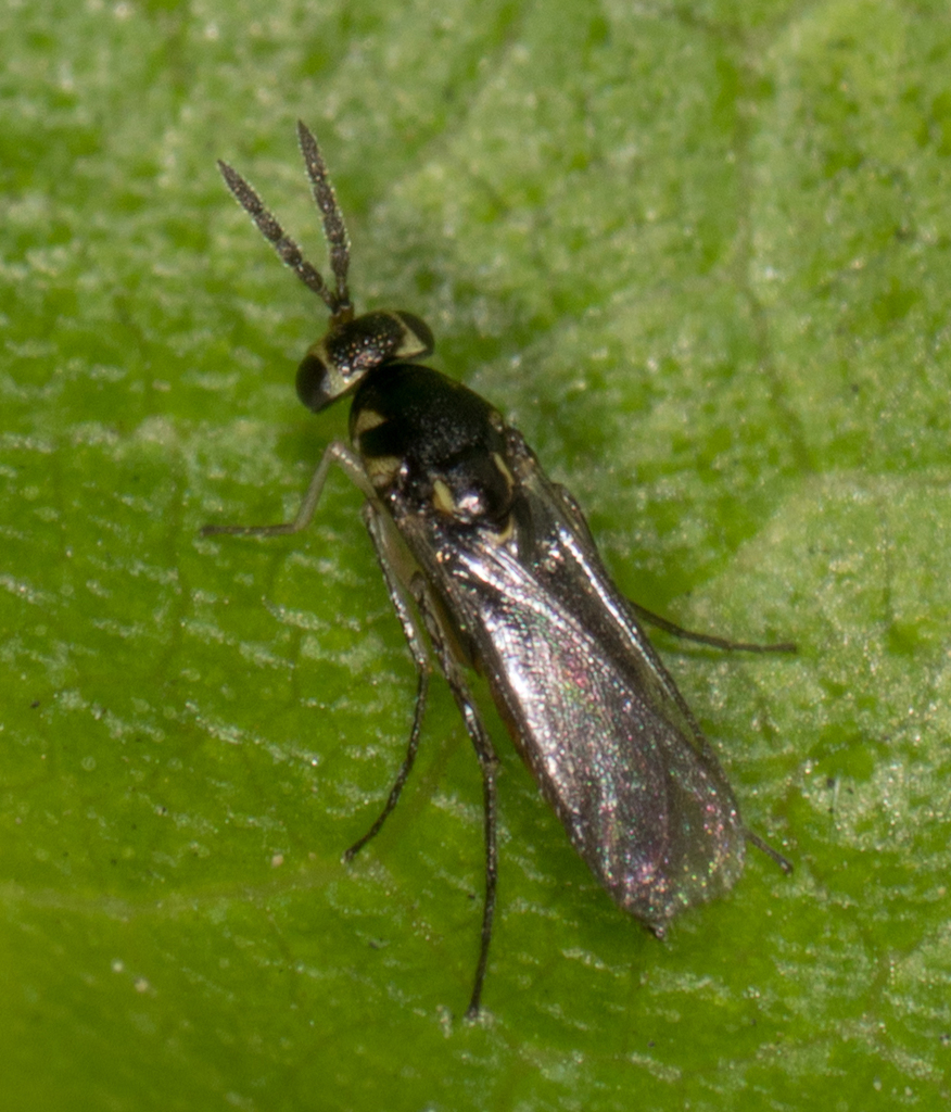 Elasmus (Hymenoptera (ants, bees and wasps) of the Chagos Archipelago ...