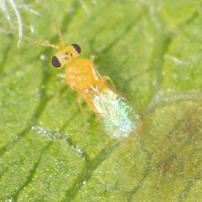 Genus Encarsia · iNaturalist