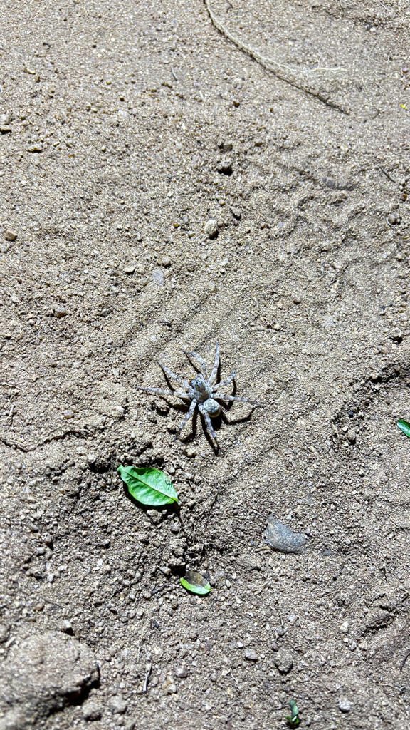 Ocyale Burrowing Wolf spider from Hoedspruit, Limpopo, ZA on January 9 ...