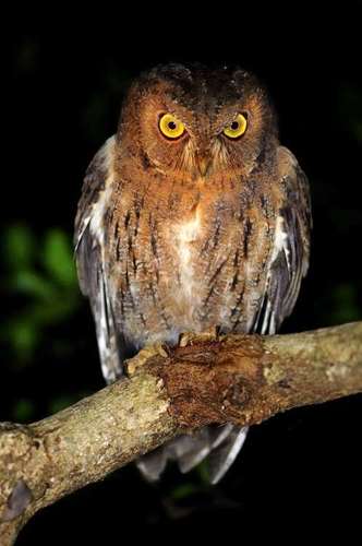 Otus rutilus · iNaturalist Mexico