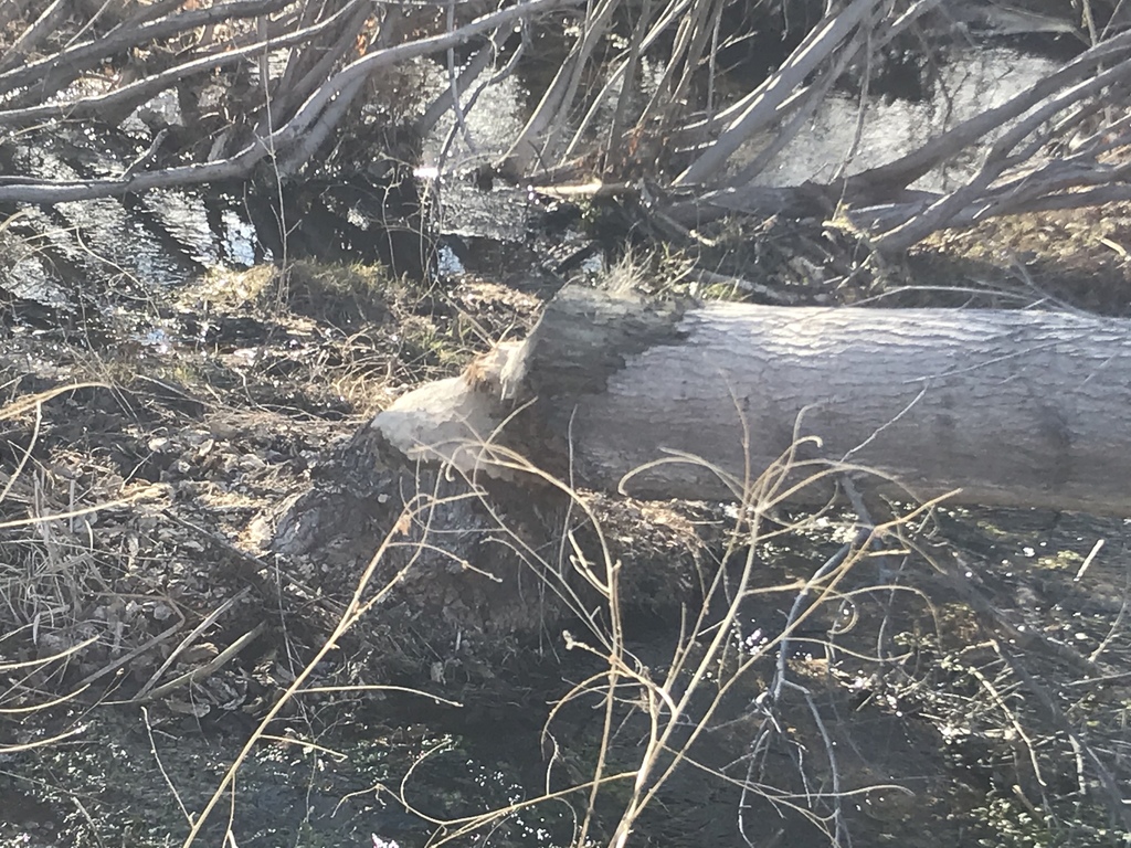 American Beaver from Gunlock Rd, Gunlock, UT, US on February 5, 2020 at ...