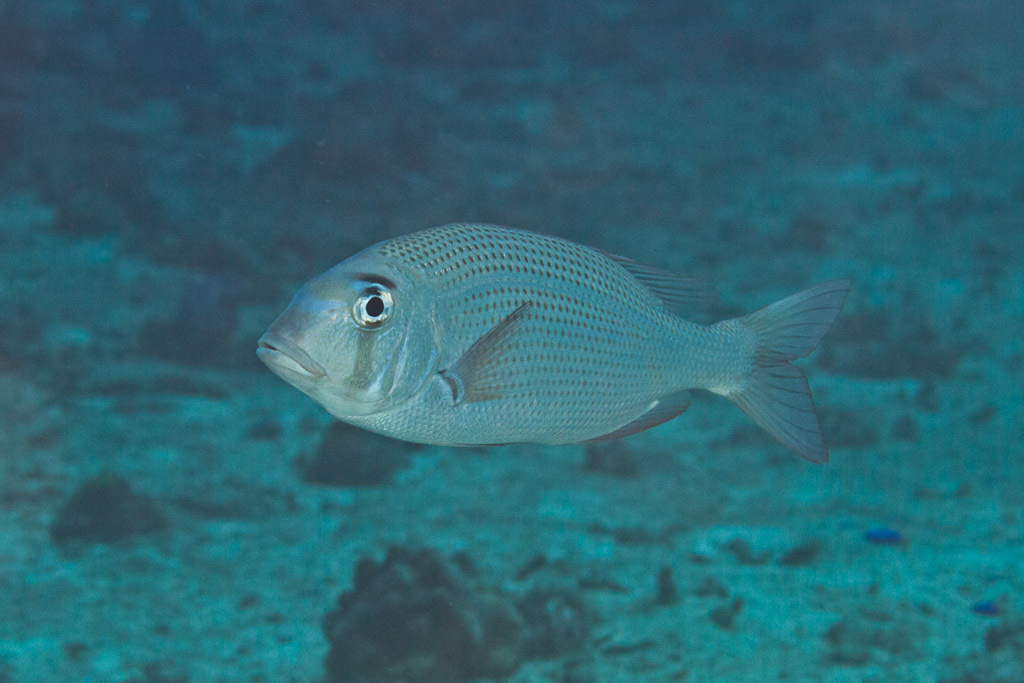 Eyebrowed Large-eye Bream (Gymnocranius superciliosus) - Marine Life ...