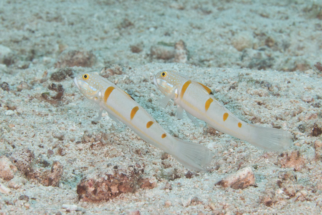 Decorated Glidergoby (Valenciennea decora) - Marine Life Identification