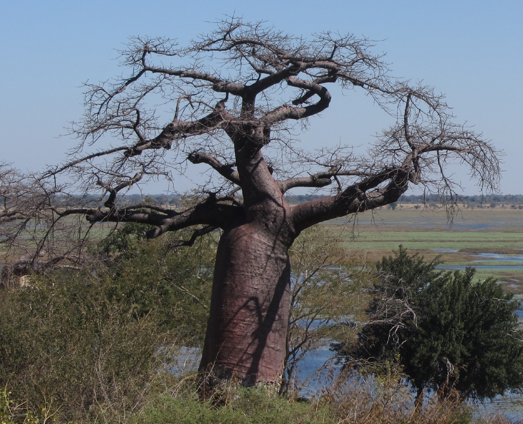 African baobab from 3PHF+99C, Ngoma Bridge, Botsuana on July 12, 2014 ...